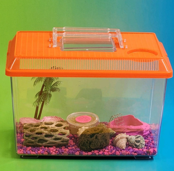 Shop All - Hermit Crab Starter Kits, Live Hermit Crabs and Accessories ...